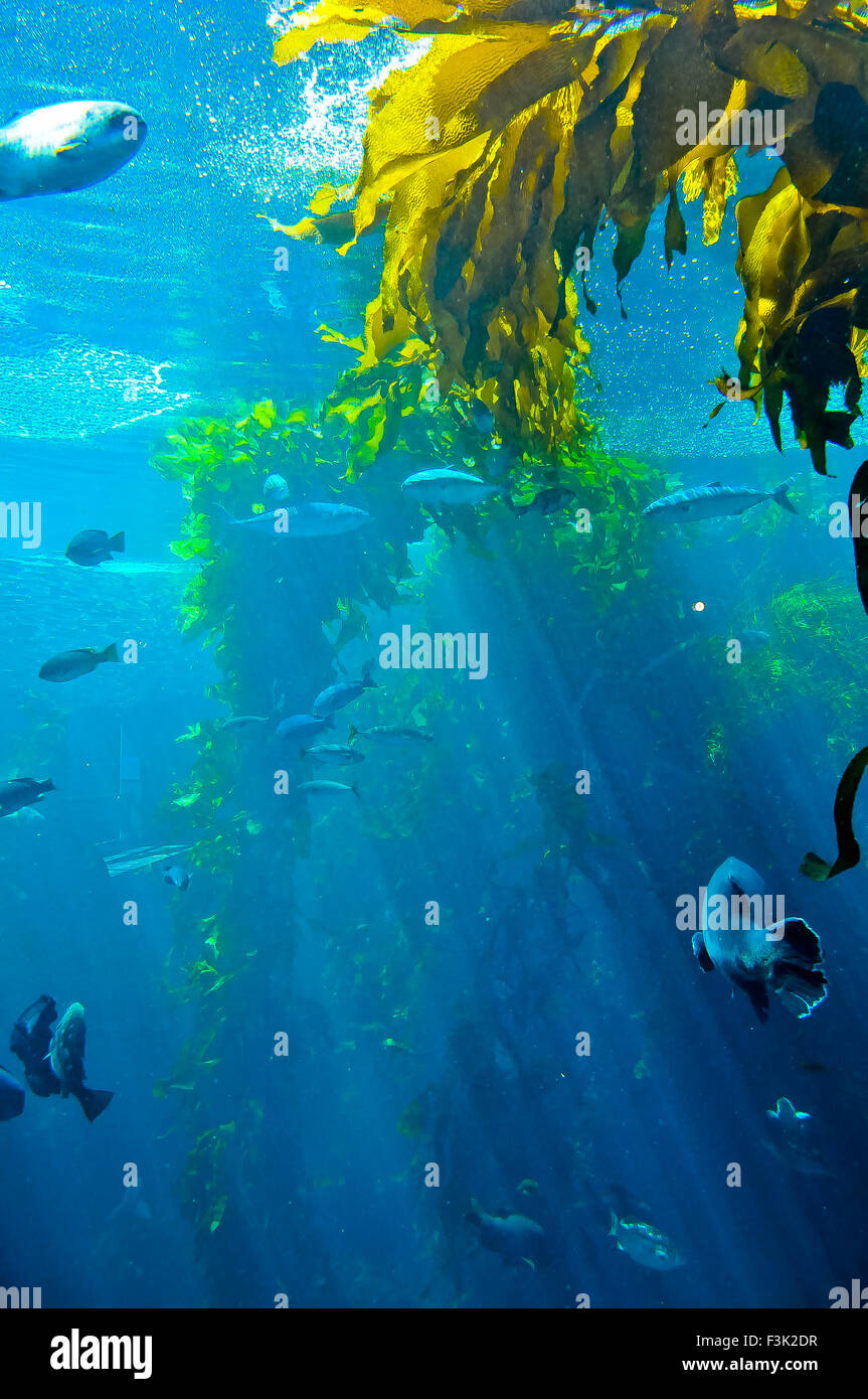 Seaweed in an aquarium tank Stock Photo - Alamy