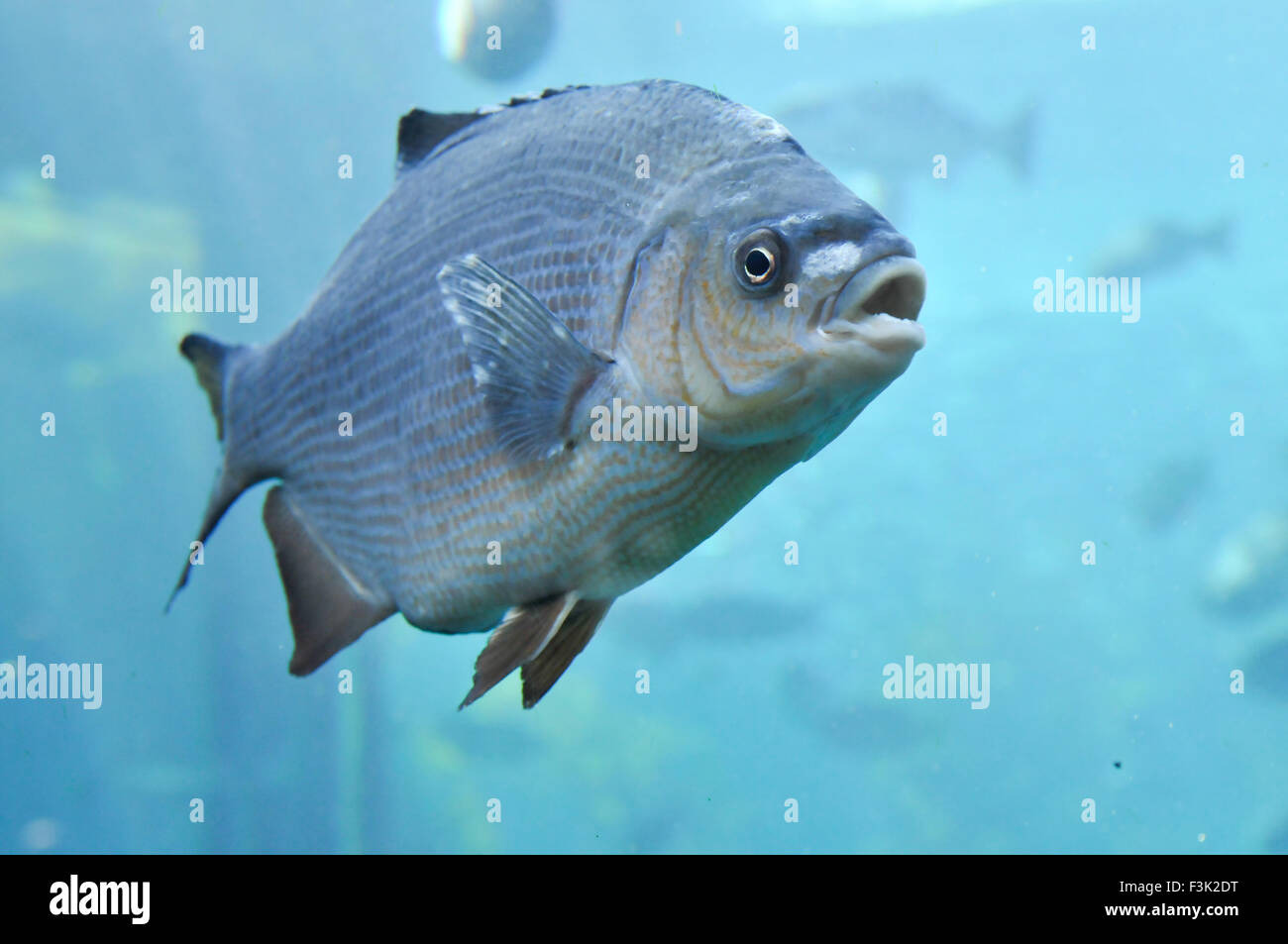 fish swimming in deep blue water at an aquarium Stock Photo - Alamy