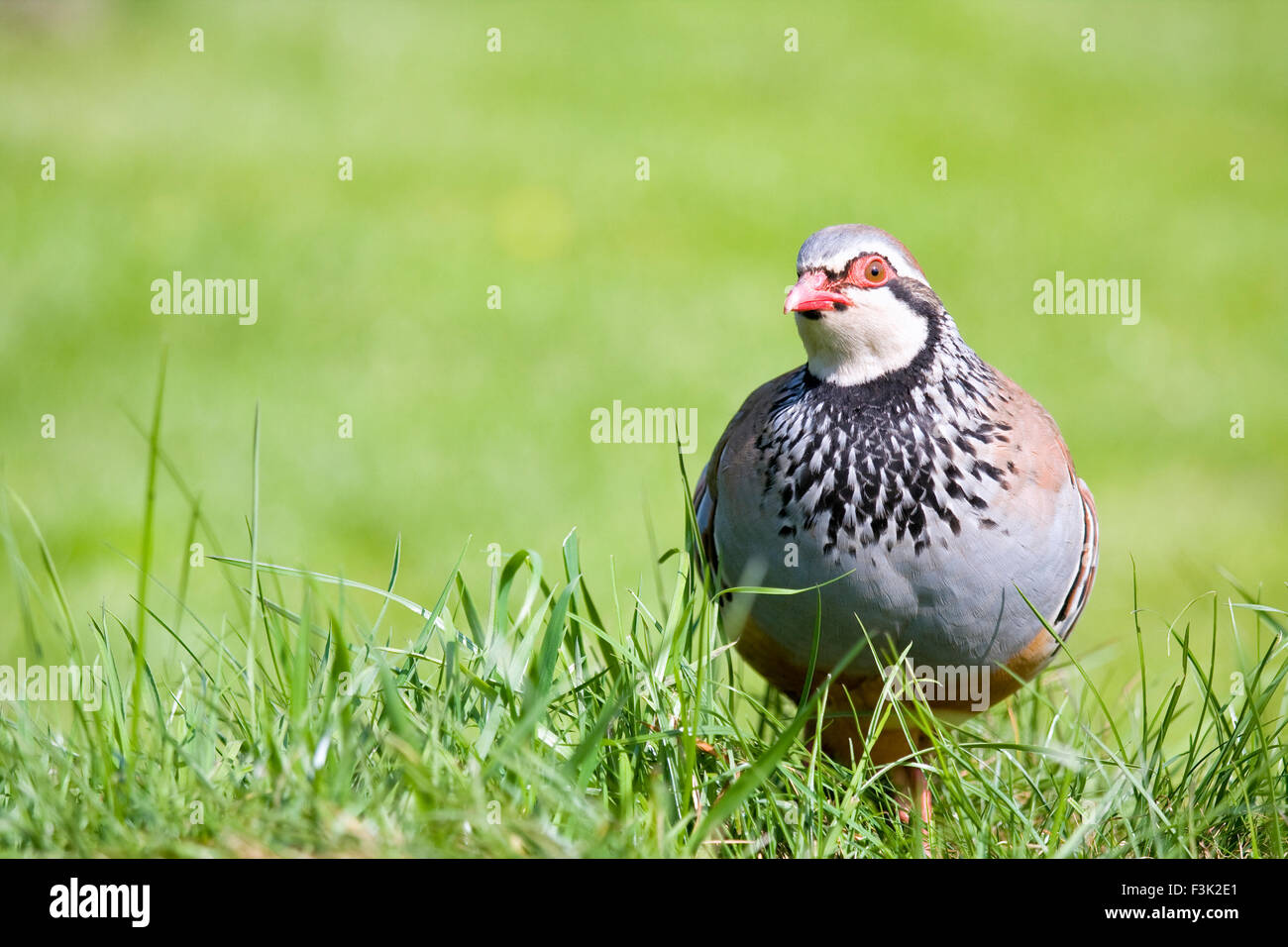 Wild red legged partridge hi-res stock photography and images - Alamy