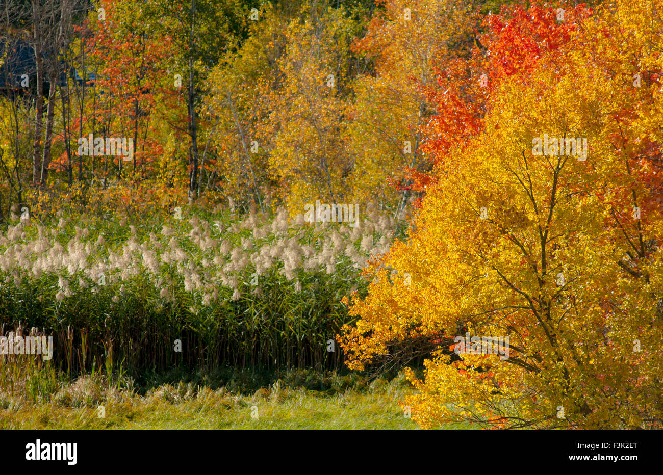 Fall foliage by a marsh in New Hampshire, USA Stock Photo - Alamy