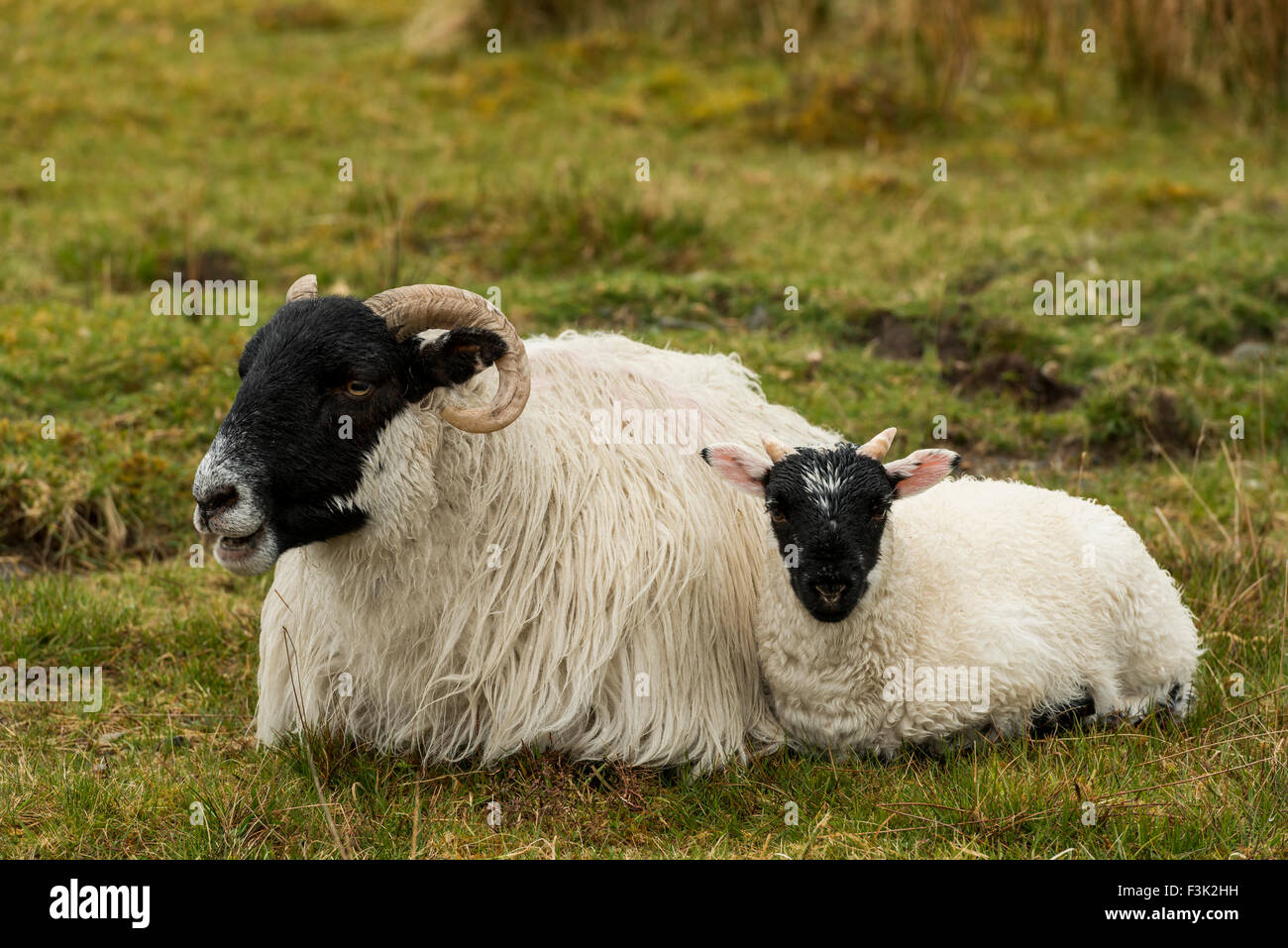 Agriculture isle of skye hi-res stock photography and images - Alamy