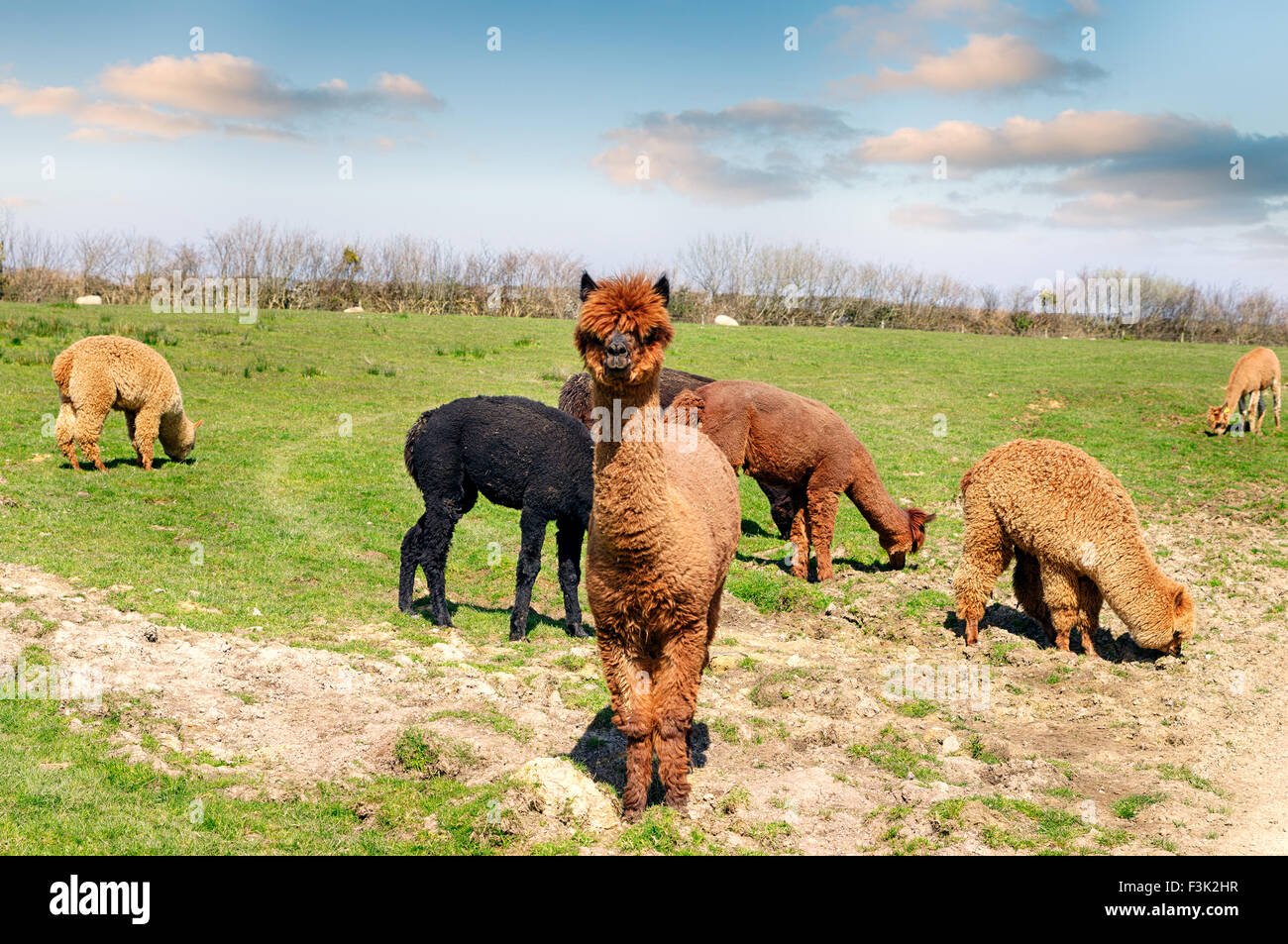 English llamas hi-res stock photography and images - Alamy