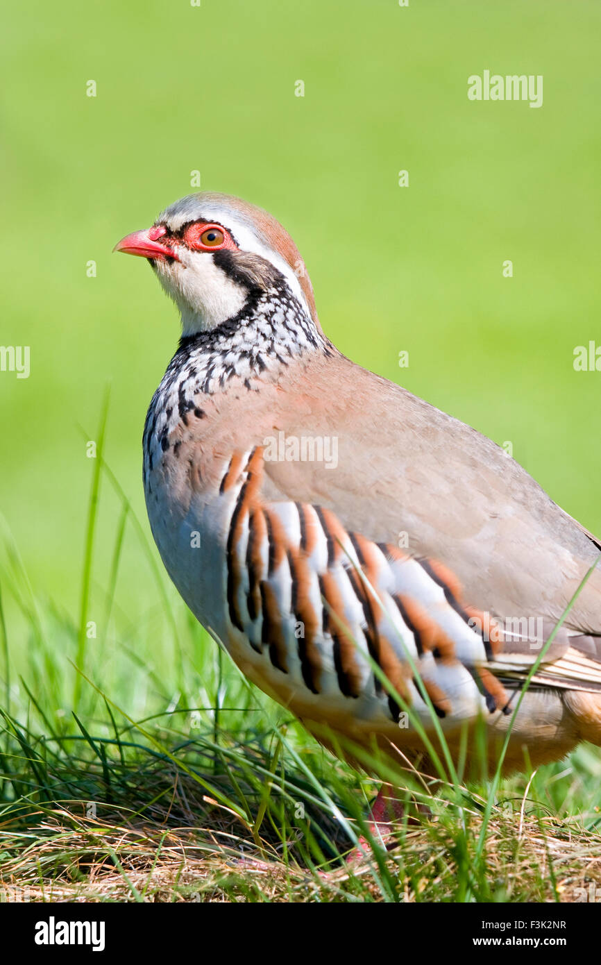 Wild red legged partridge hi-res stock photography and images - Alamy