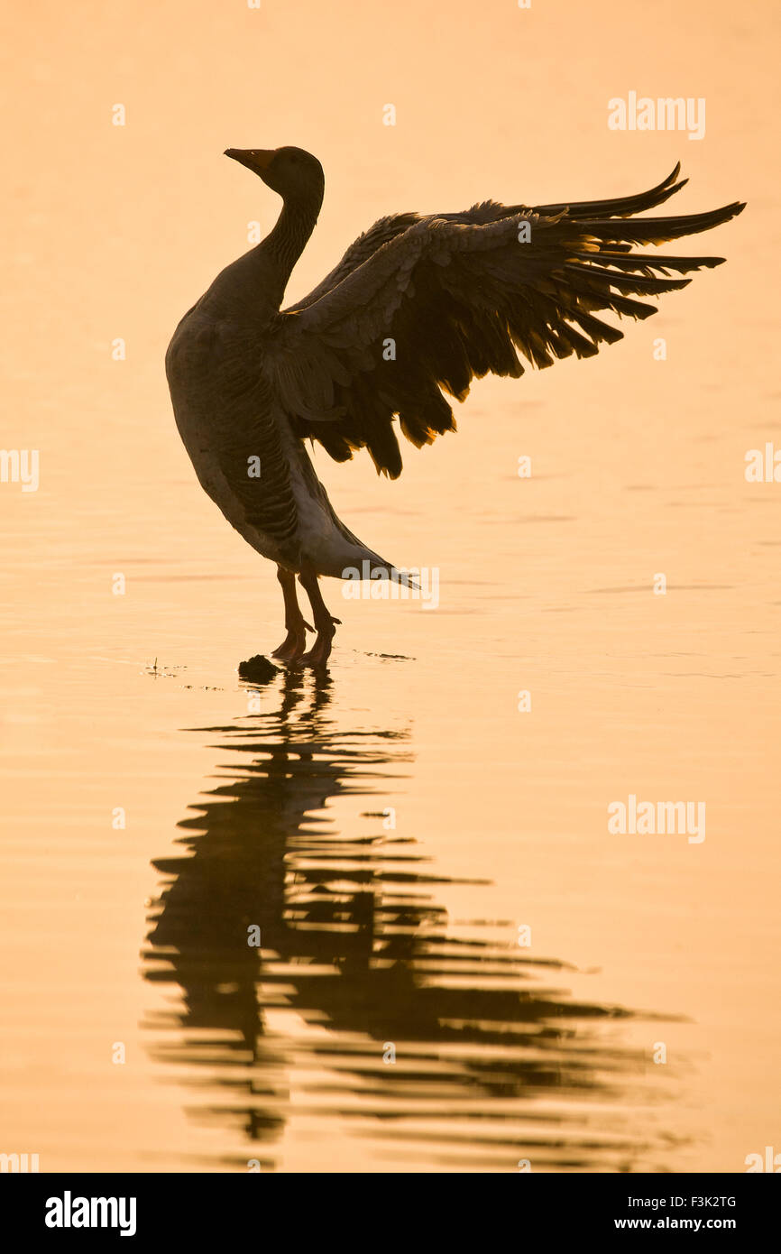 Greylag goose displaying at sunrise on Hickling Broad- Anser Anser ...