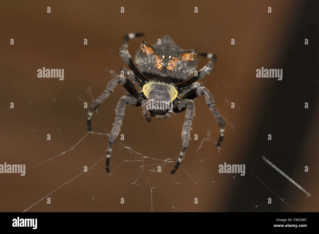 Parawixia dehaani hi-res stock photography and images - Alamy