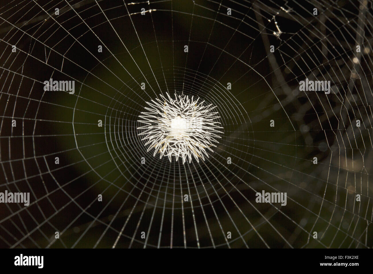 Spider web, Belianchip, Tripura , India Stock Photo - Alamy
