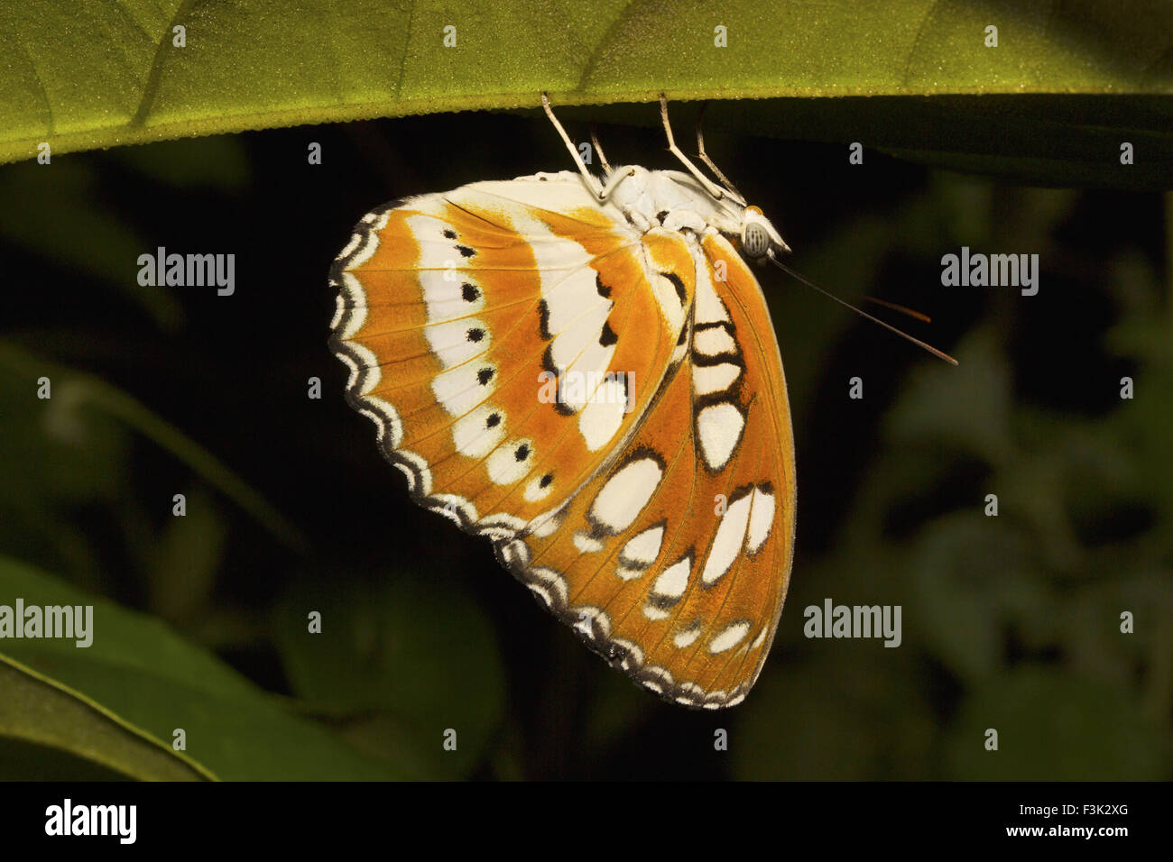 Common Sailer, Neptis Nylas Closed wing, Nymphalidae, Belianchip ...