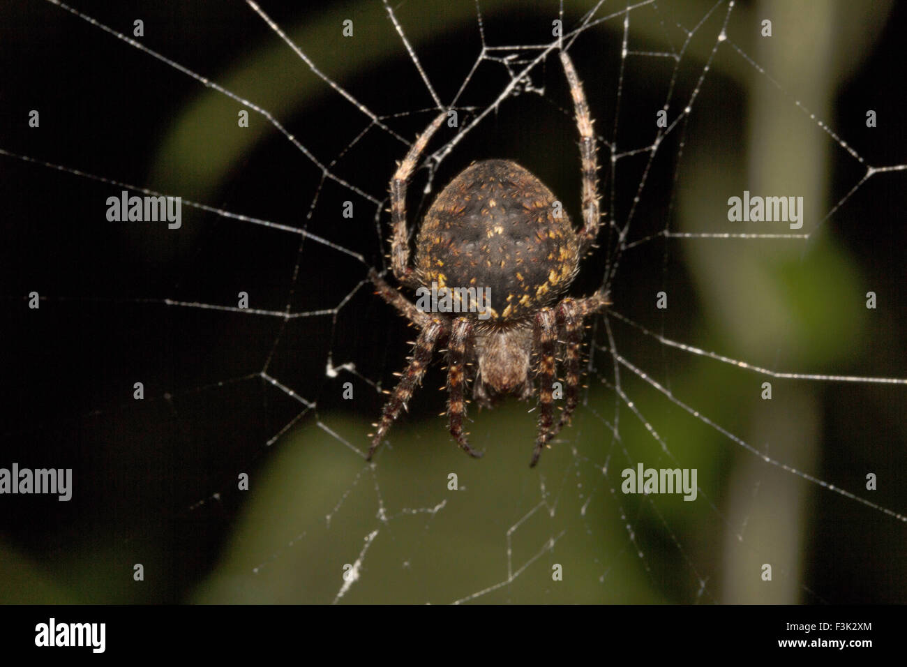 Spider, Araneidae, Belianchip, Tripura , India Stock Photo - Alamy