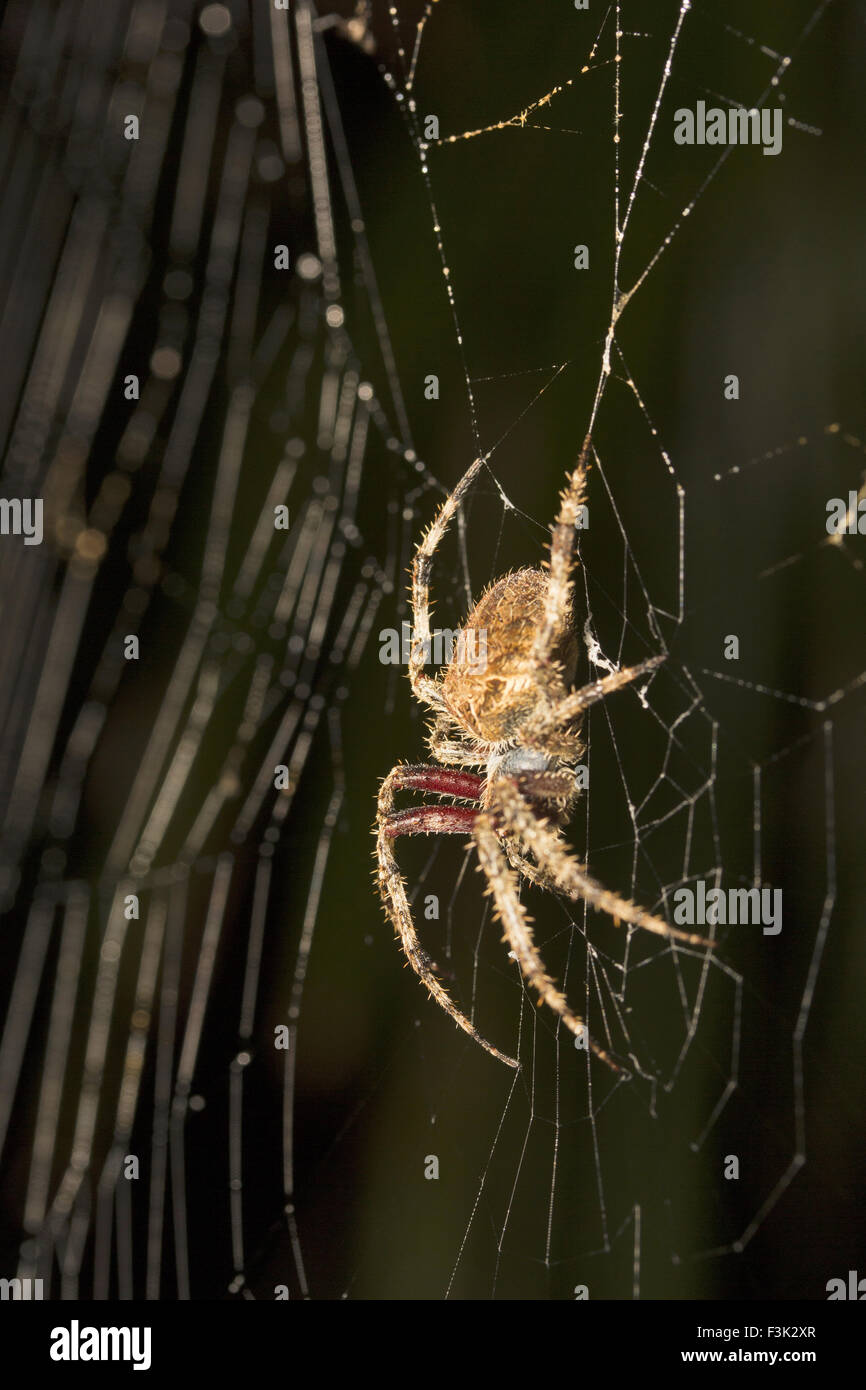 Spider, Araneidae, Belianchip, Tripura , India Stock Photo - Alamy