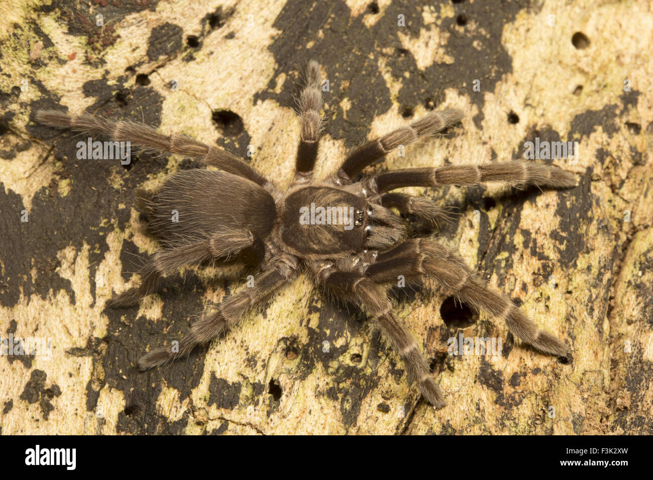 Spider, Theraphosidae, Belianchip, Tripura , India Stock Photo - Alamy