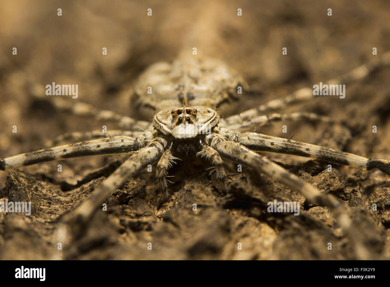 Tree trunk spider or two-tailed spider, Hersilia sp, Hersiliidae, Aarey ...