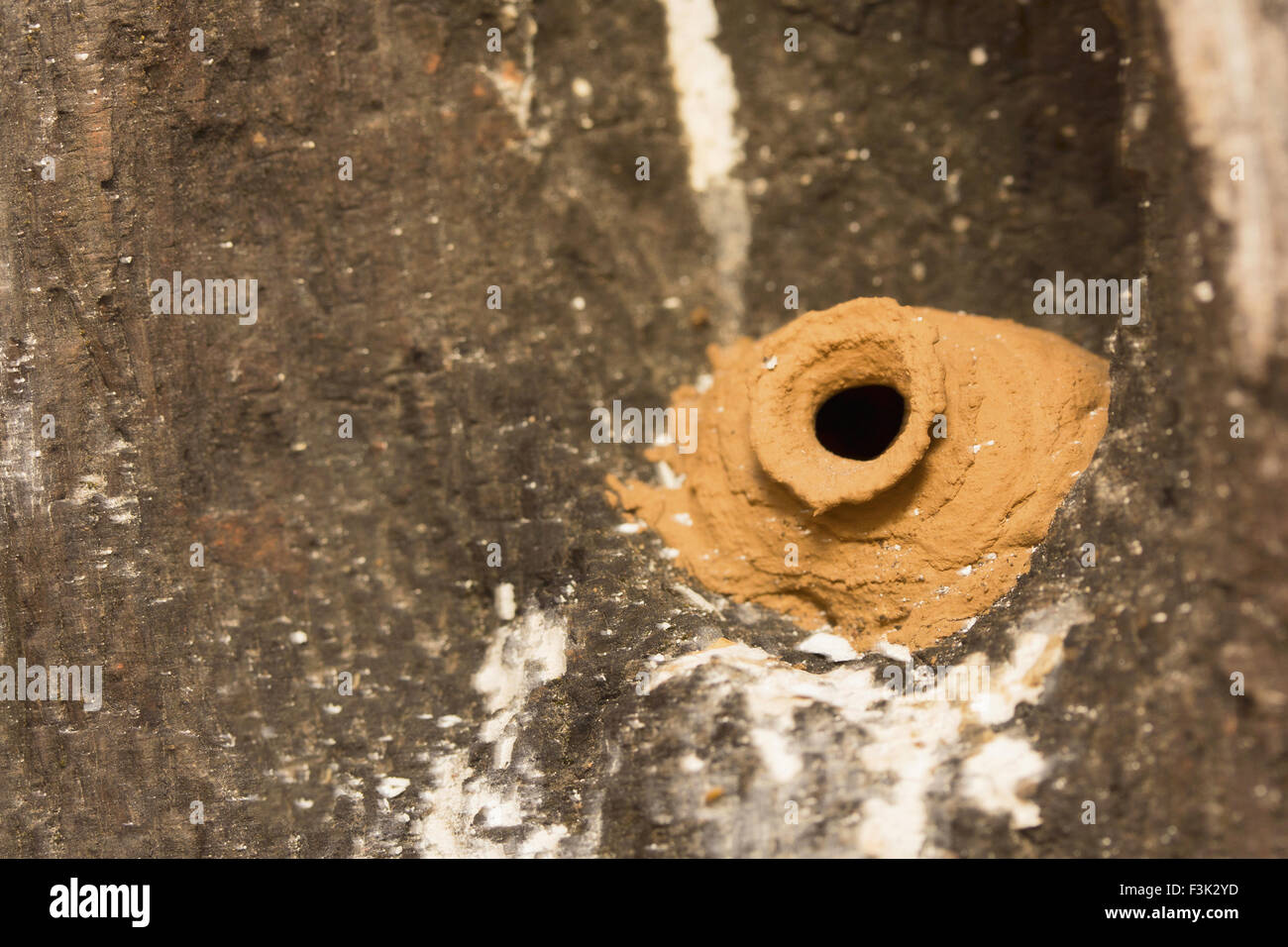 Wasps nest, Aarey milk colony Mumbai , India Stock Photo - Alamy