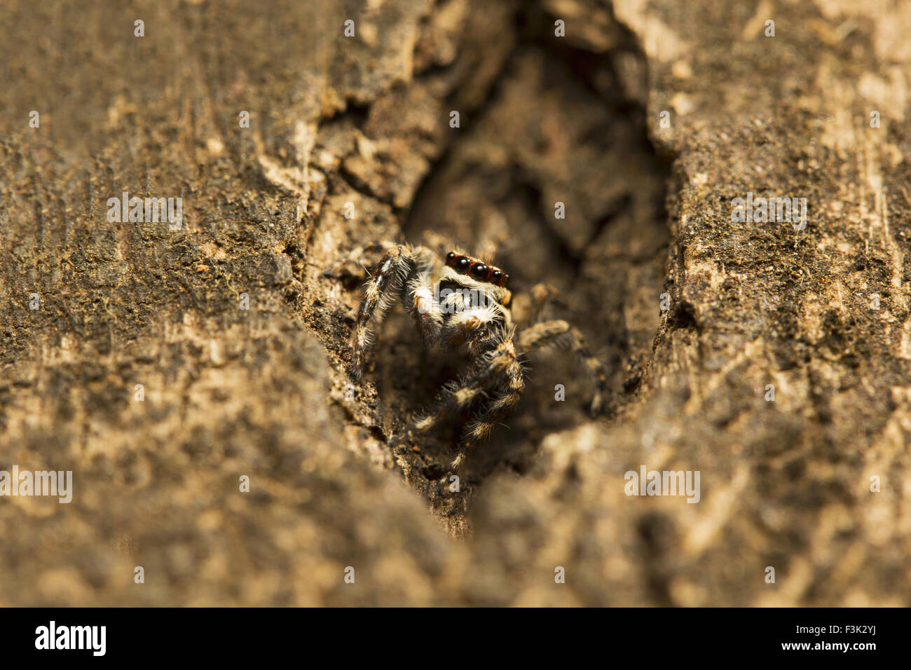 Jumping spider, Salticidae, Aarey milk colony Mumbai , India Stock ...