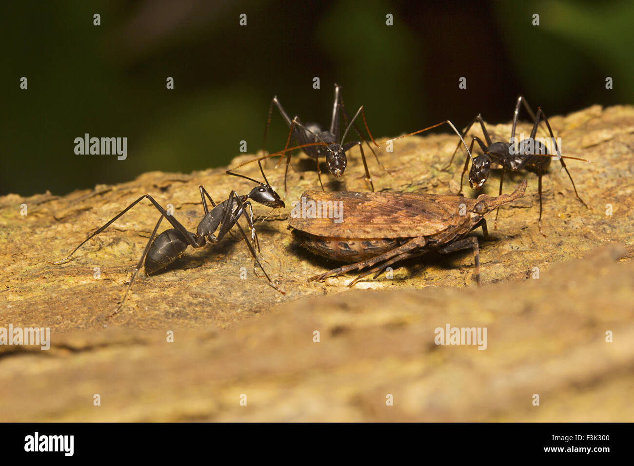 Milk termite hi-res stock photography and images - Alamy