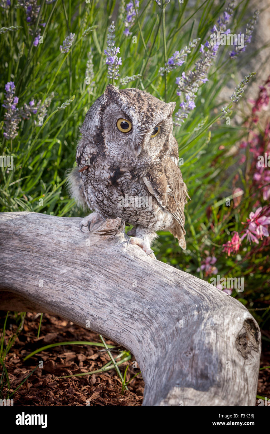 Cute screech owl on log Stock Photo - Alamy