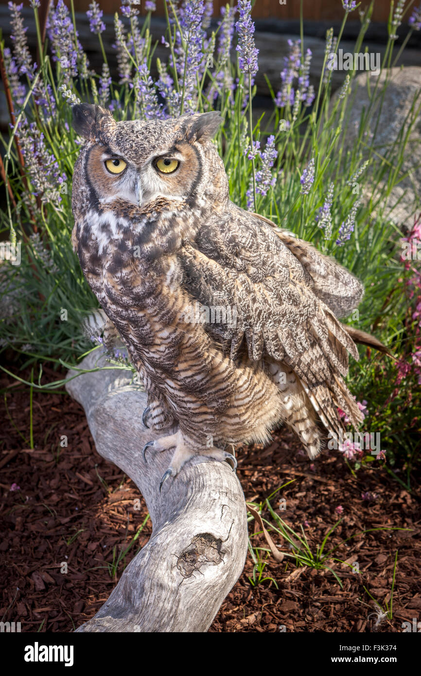 Horned owl portrait Stock Photo - Alamy