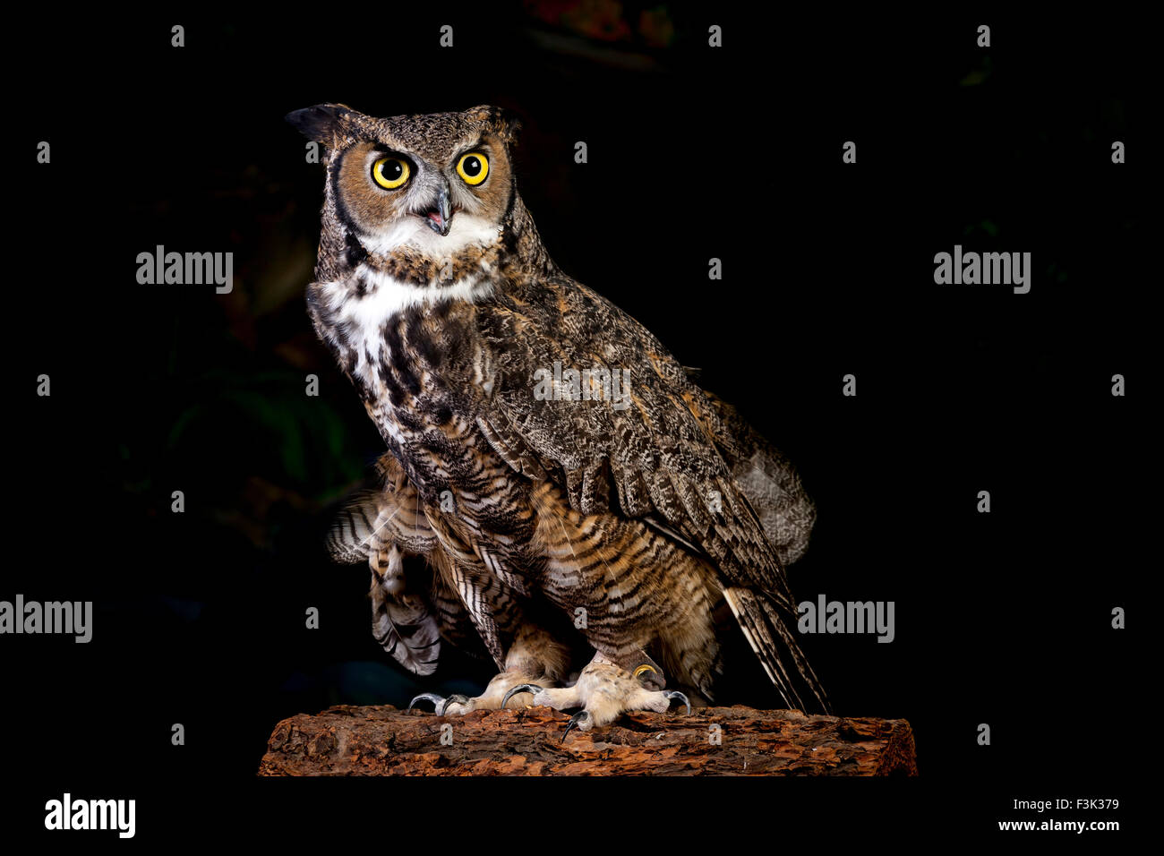 Horned owl portrait Stock Photo - Alamy
