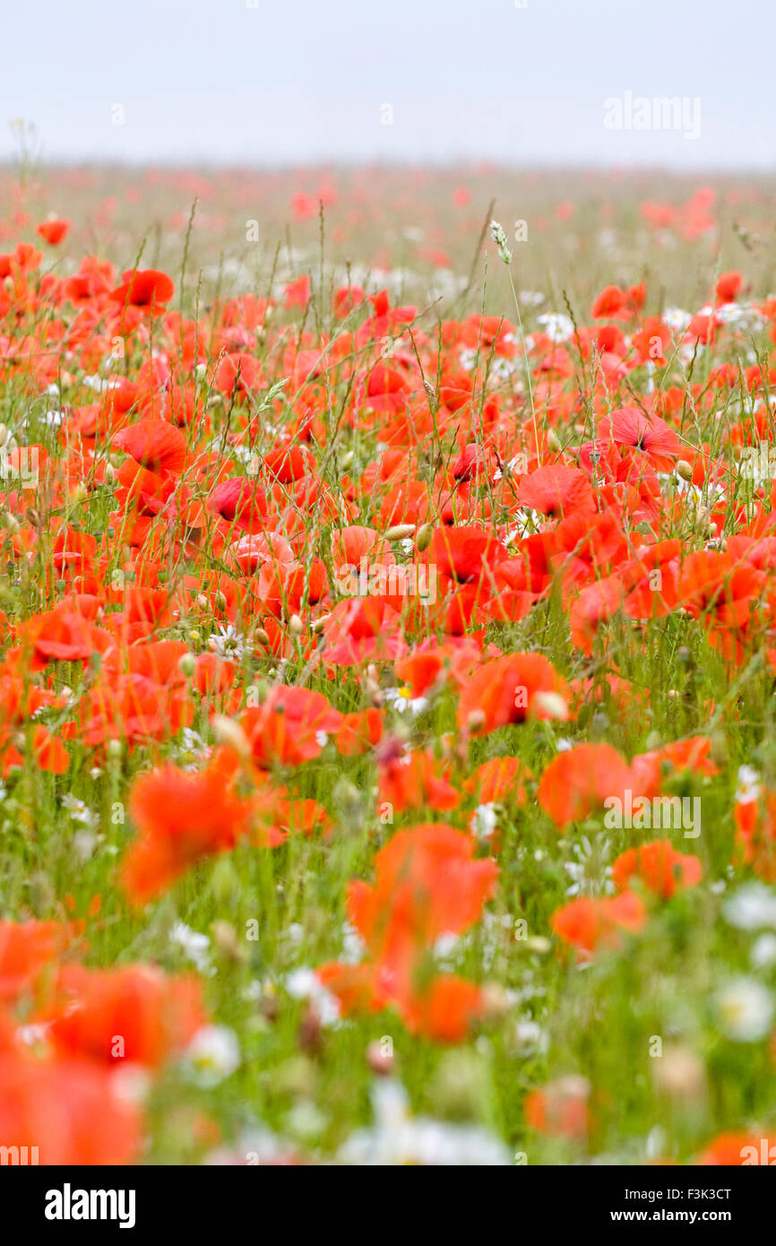 Common Poppy wildflower meadow - Papaver Rhoeas Stock Photo - Alamy