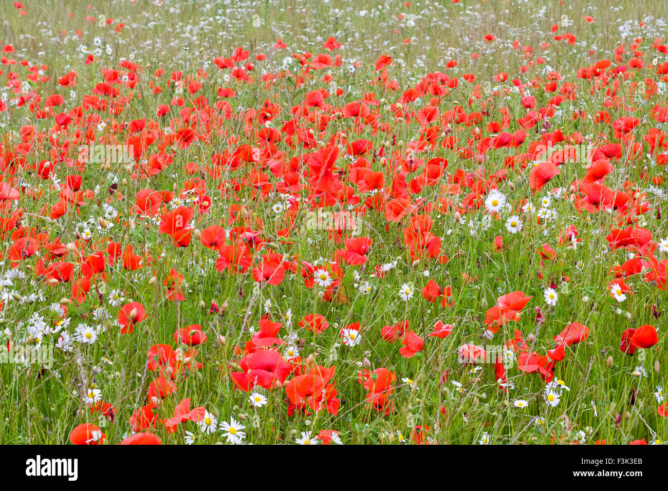 Poppies in summer meadow hi-res stock photography and images - Alamy
