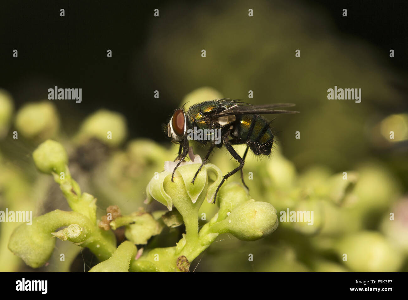 Fly, Aarey milk colony Mumbai , India Stock Photo - Alamy