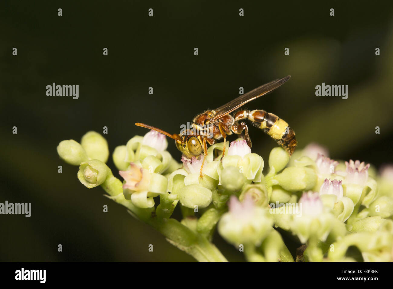Wasp, Vespidae, Aarey milk colony Mumbai , India Stock Photo - Alamy