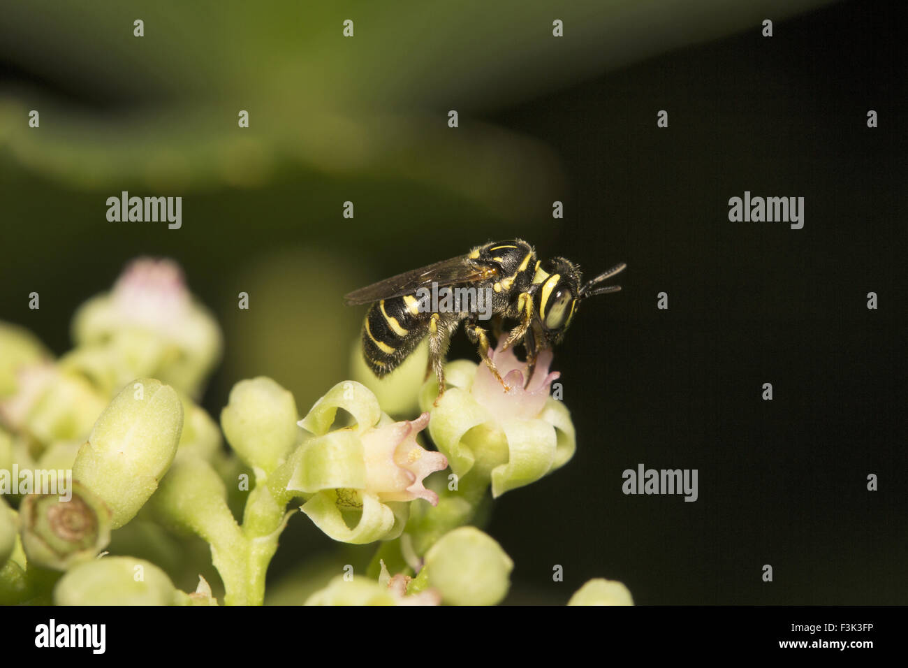 Bee india hi-res stock photography and images - Alamy