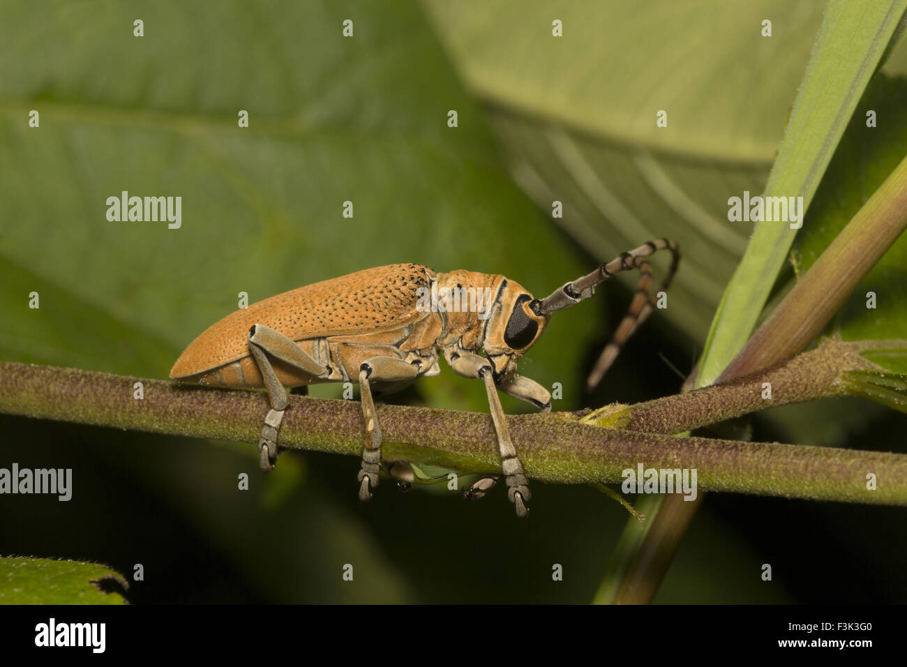 Longhorn beetle, Cerambycidae, Aarey milk colony Mumbai , India Stock ...