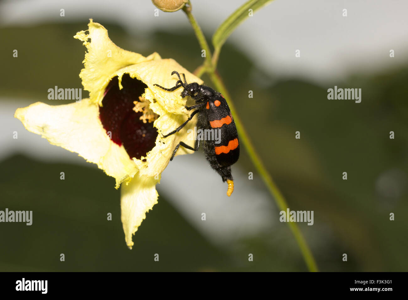 Blister Beetle Of India High Resolution Stock Photography and Images ...