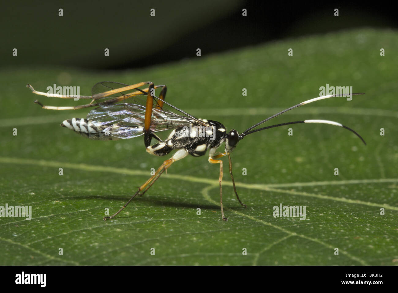 Wasps, Aarey milk colony Mumbai , India Stock Photo - Alamy
