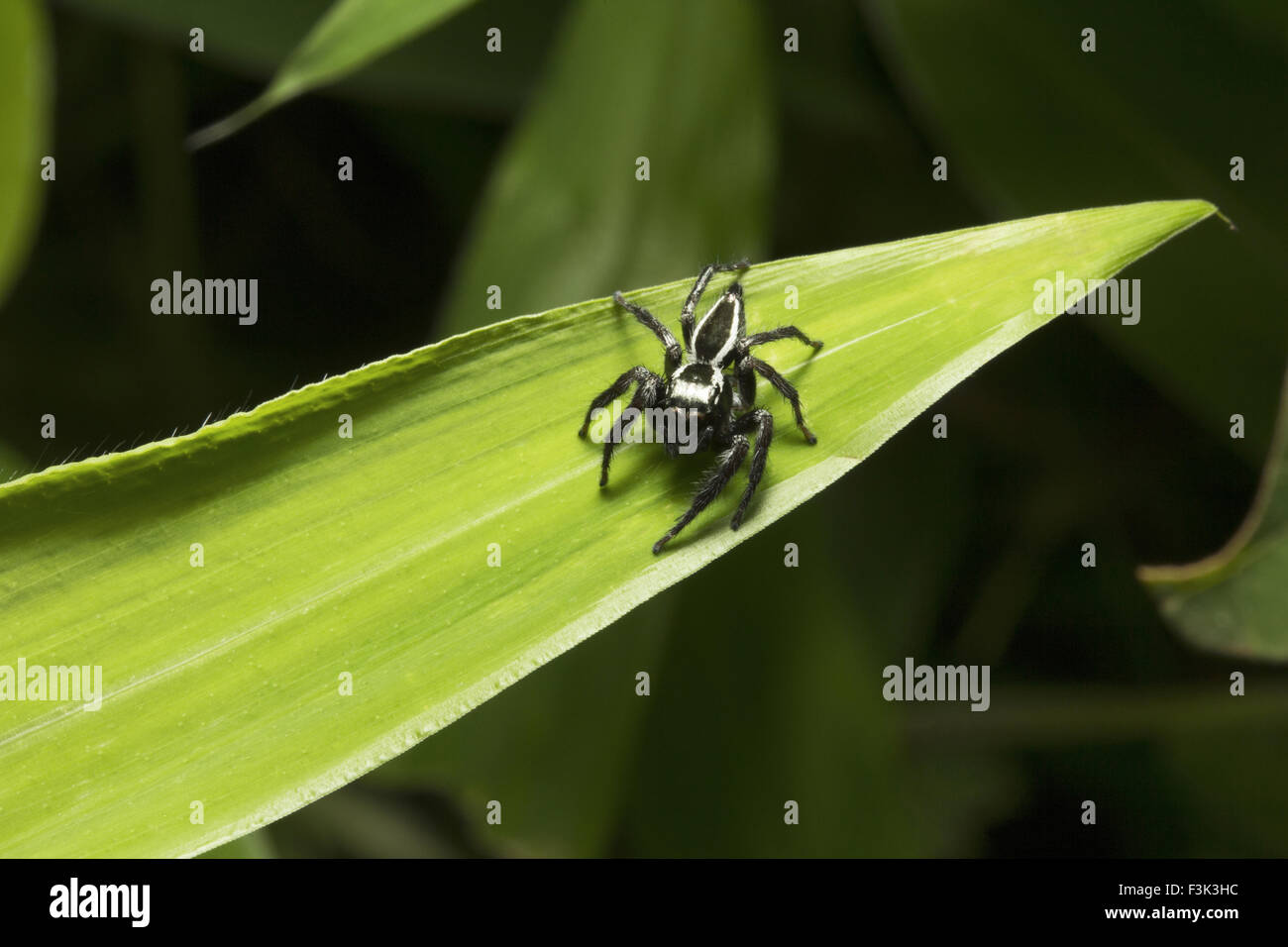Jumping spider, Salticidae, Aarey milk colony Mumbai , India Stock ...