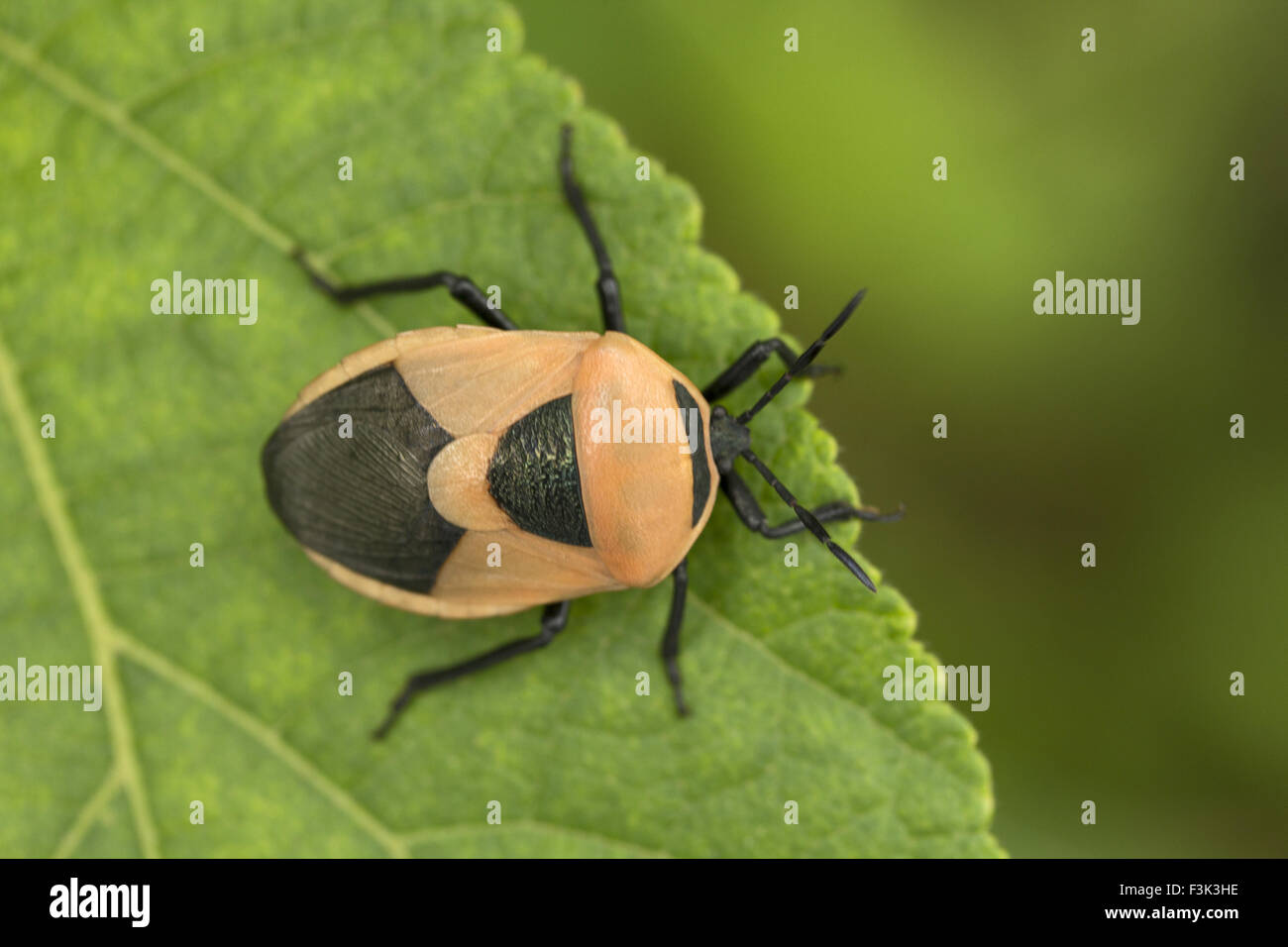 Coridius janus, sometimes known as the red pumpkin bug, Aarey milk ...