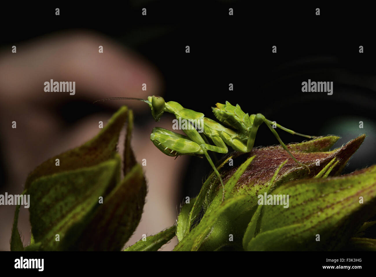 Praying mantis, Aarey milk colony Mumbai , India Stock Photo - Alamy