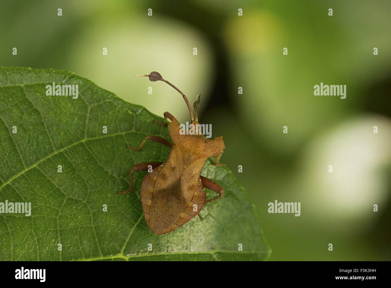 Leaf footed bugs hi-res stock photography and images - Alamy