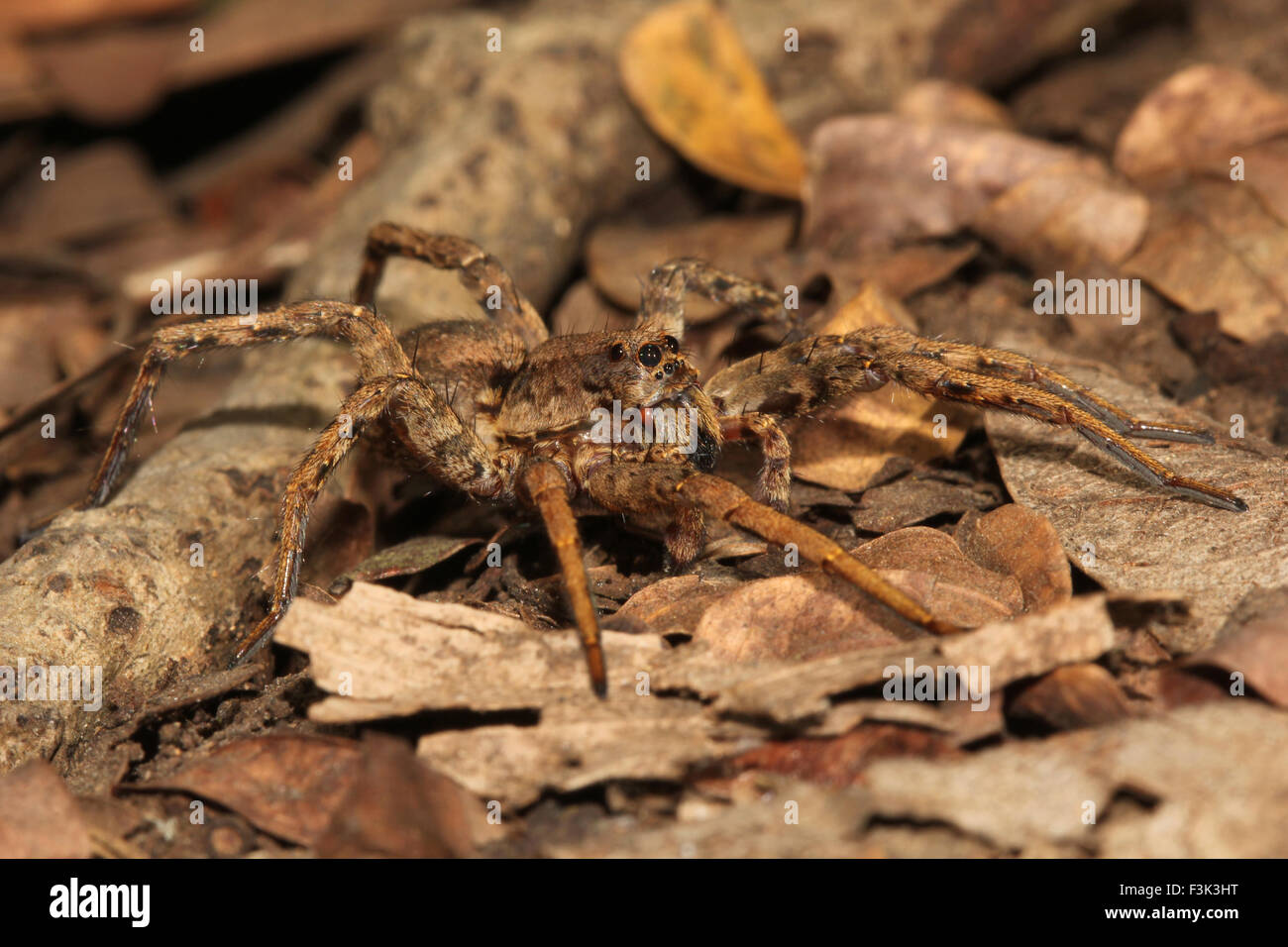 Wolf spider lycosa sp hi-res stock photography and images - Alamy