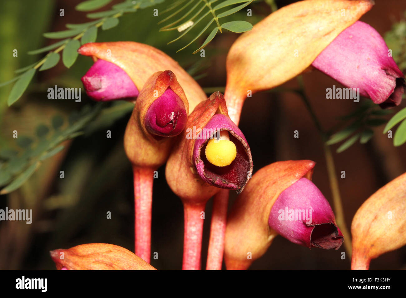 Forest ghost flower, Aarey milk colony Mumbai , India Stock Photo - Alamy