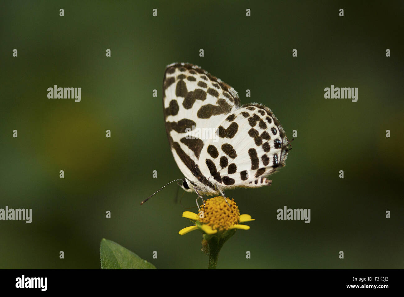 Castalius rosimon (Fabricius, 1775) - Common Pierrot, Lycaenidae, Manu ...