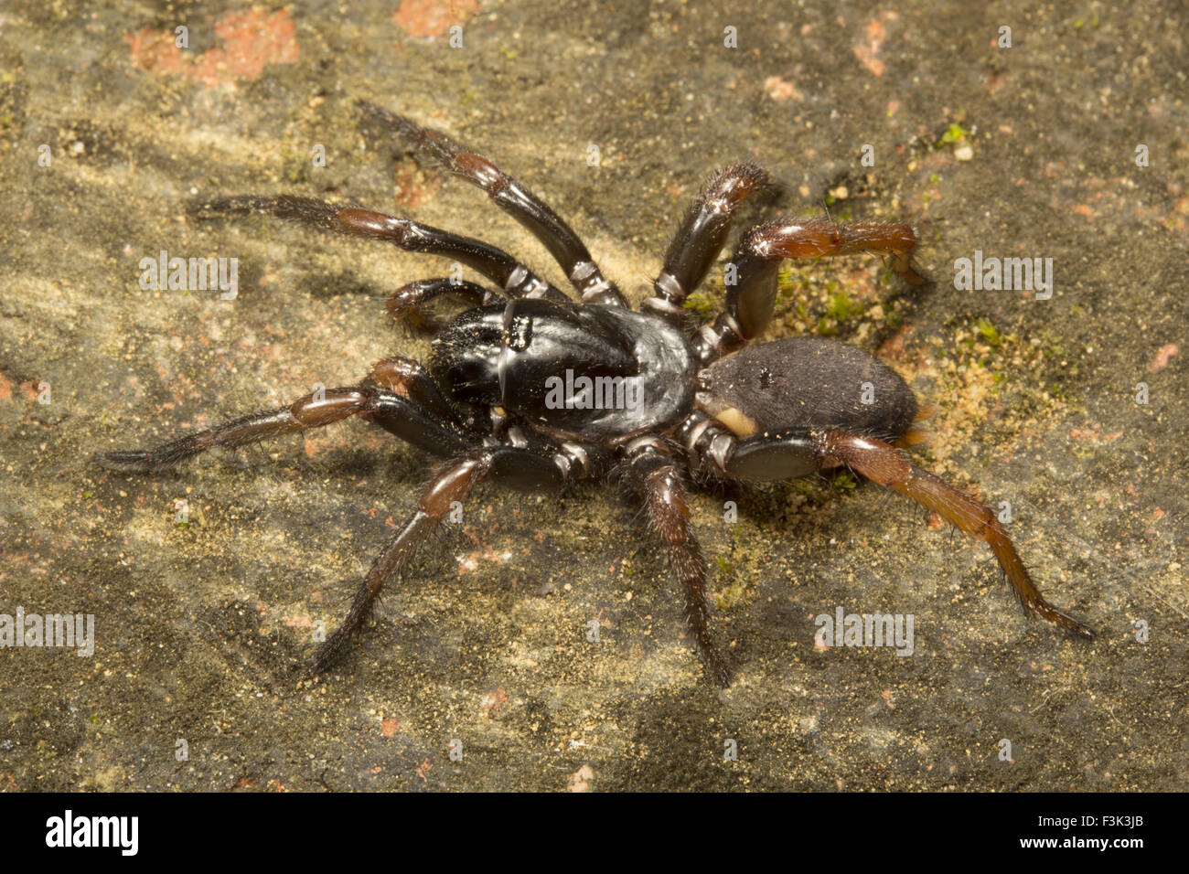 Spider, Nemesiidae, Gumti, Tripura , India Stock Photo - Alamy