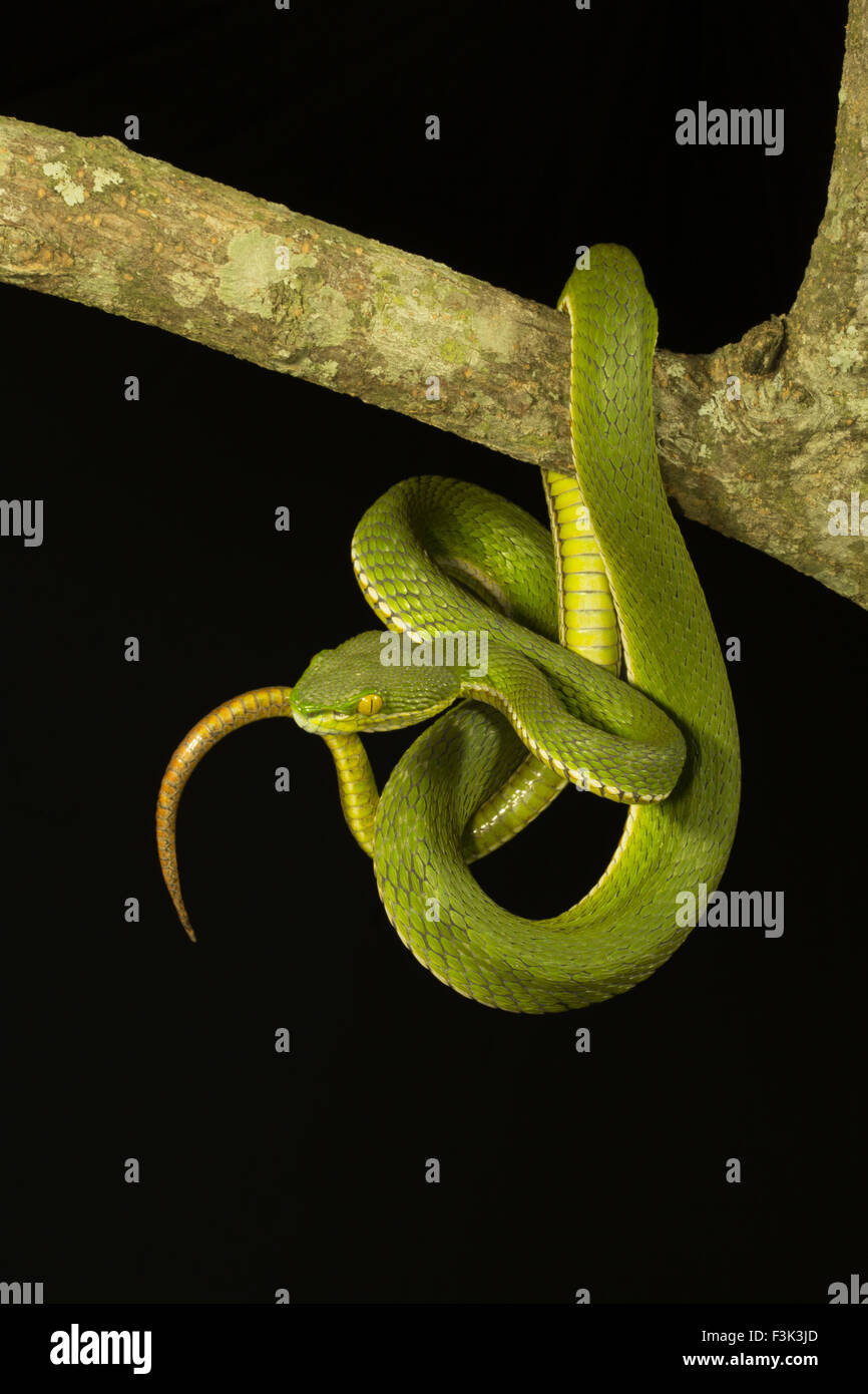 Red tailed pit viper, Trimeresurus erythrurus, Viperidae, Gumti ...