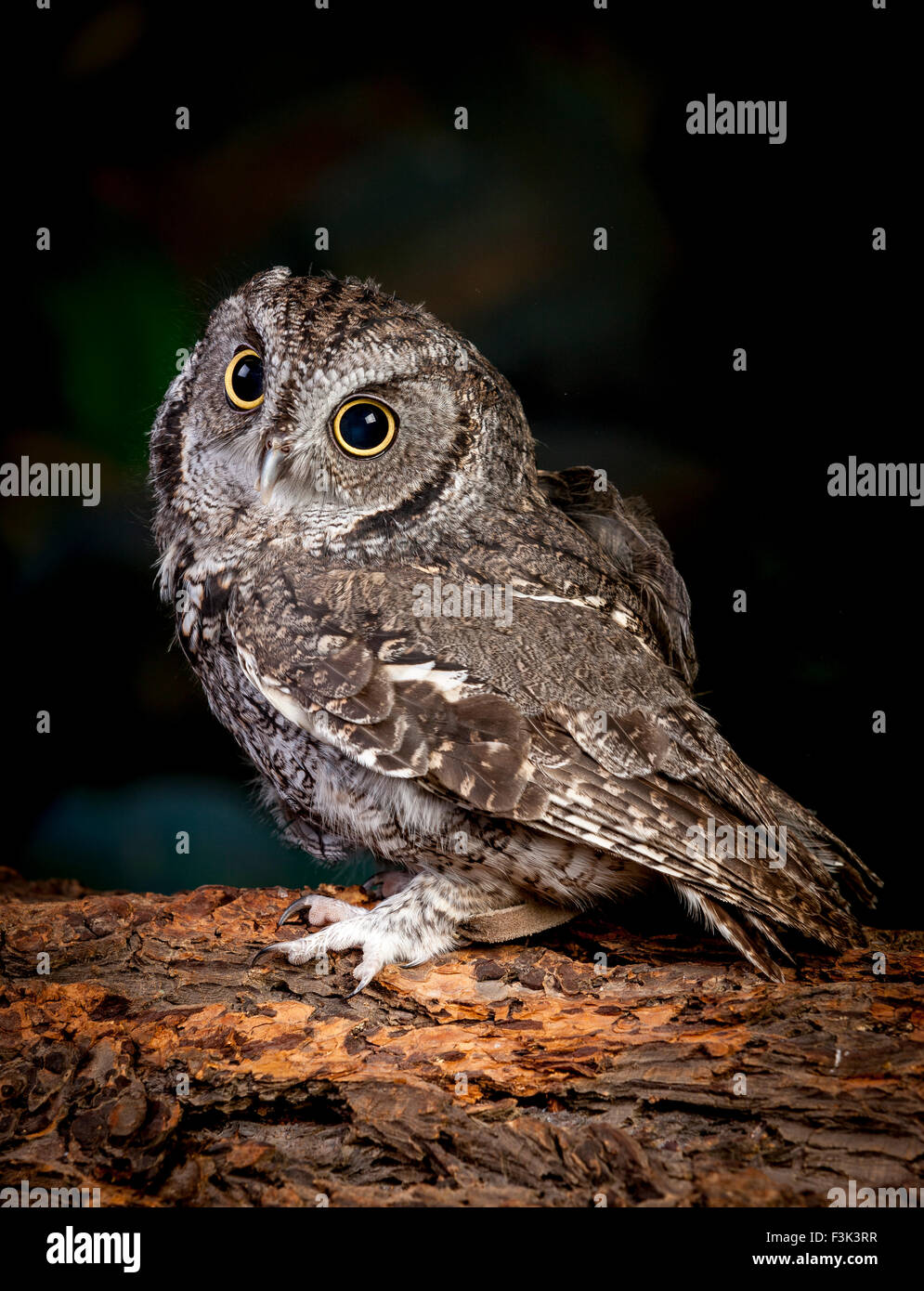 Cute owl hi-res stock photography and images - Alamy