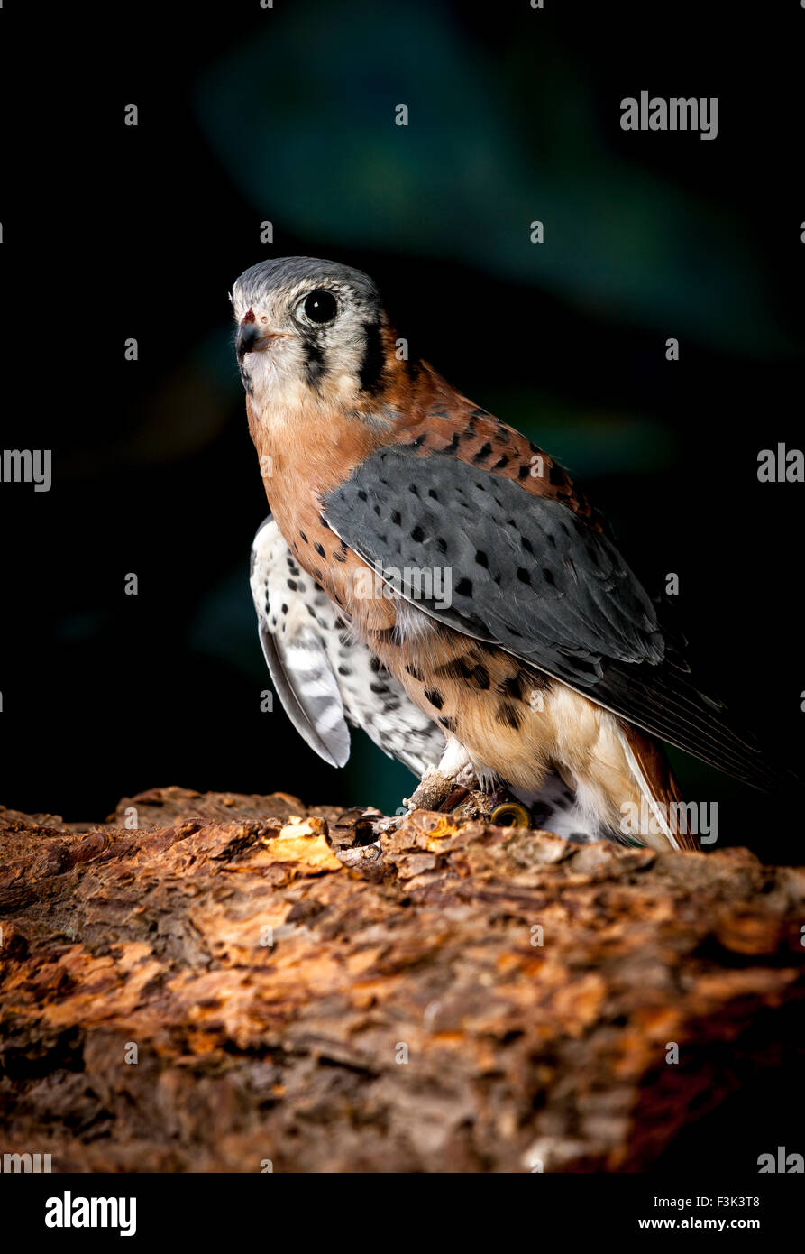 The kestral hi-res stock photography and images - Alamy