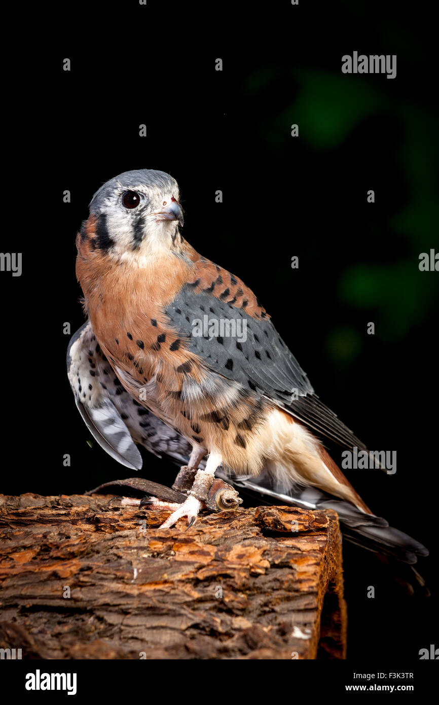 The kestral hi-res stock photography and images - Alamy