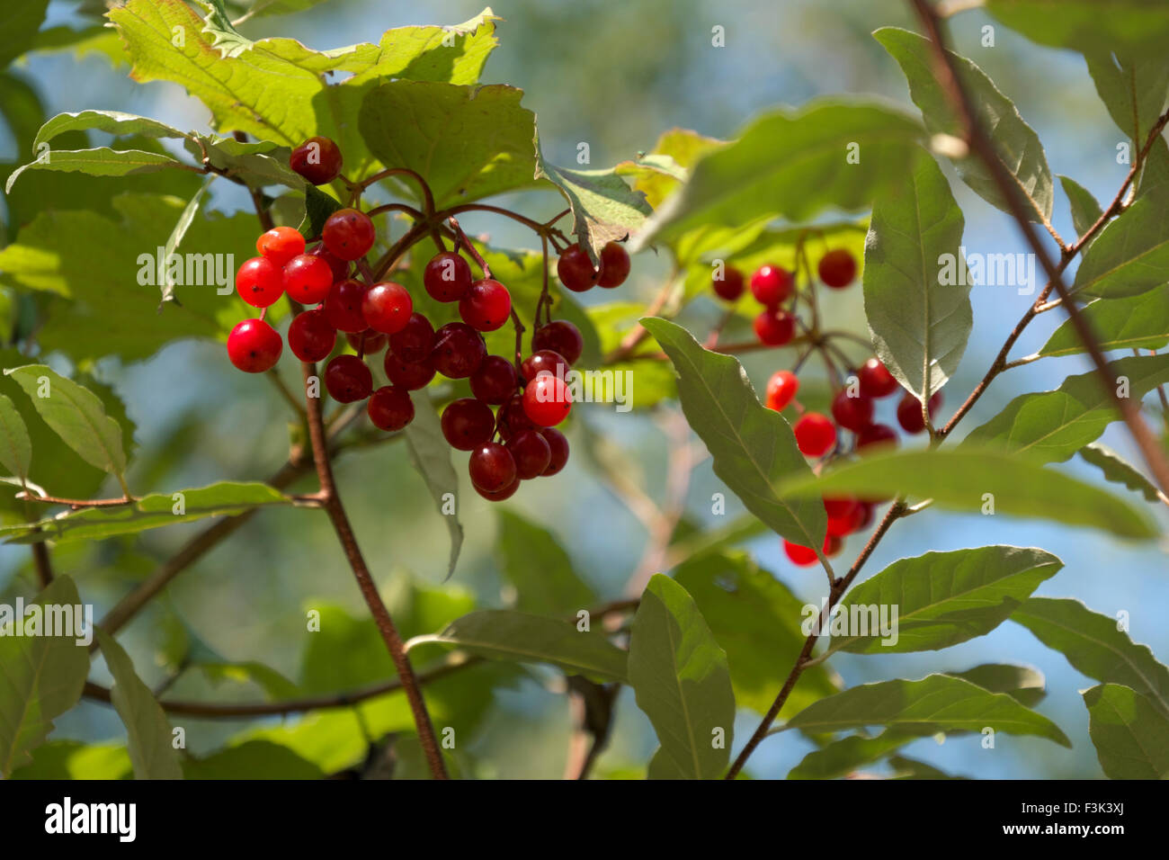 Choke cherries hanging on a bush in the late afternoon sun Stock Photo ...