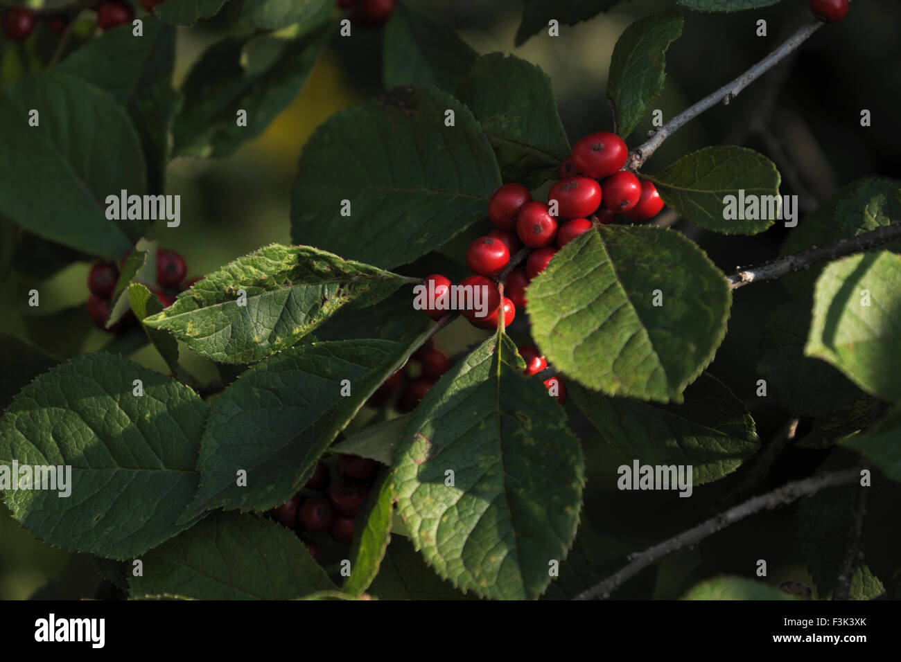Choke cherries hanging on a bush in the late afternoon sun Stock Photo ...