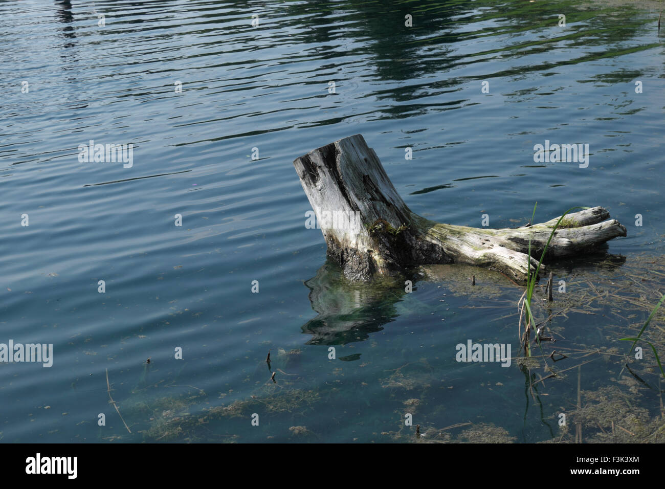 Driftwood stump floating in a mid-Michigan pond Stock Photo - Alamy