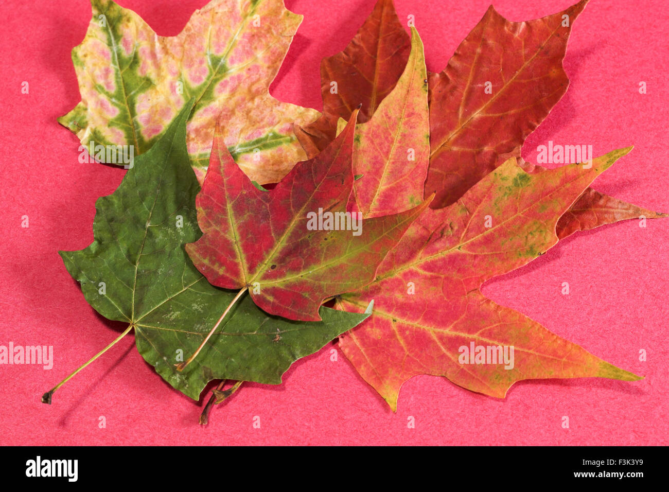 Arrangement of various colored Maple leaves on a red background Stock ...