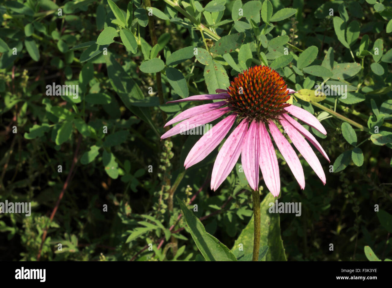 Purple coneflower growing in a field of wildflowers during early autumn ...