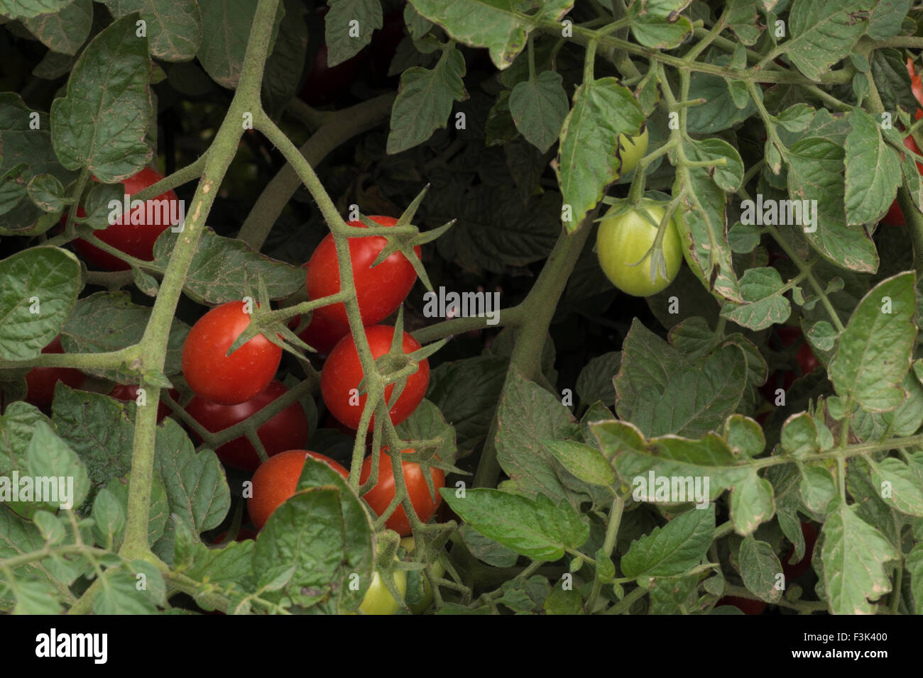 Cherry tomatoes ripening on the vine in a field near Hebron, Illinois ...