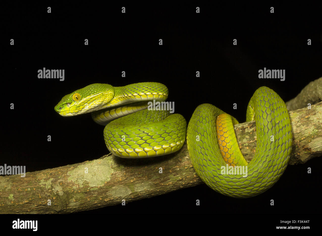 Red tailed pit viper, Trimeresurus erythrurus, Viperidae, Gumti ...