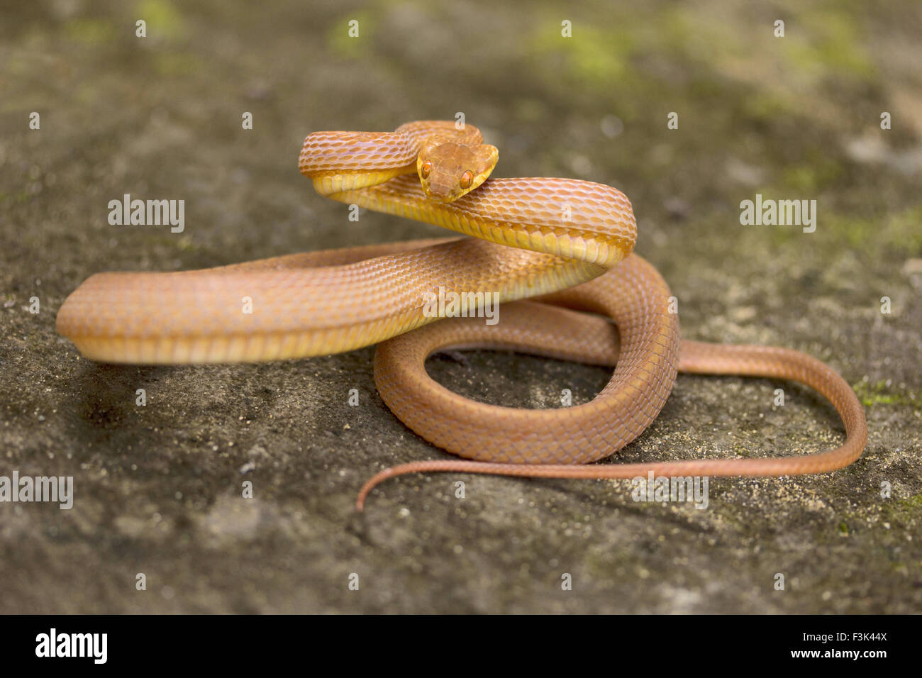 Tawny cat snake, Boiga ochracea, Colubridae, Gumti, Tripura , India ...