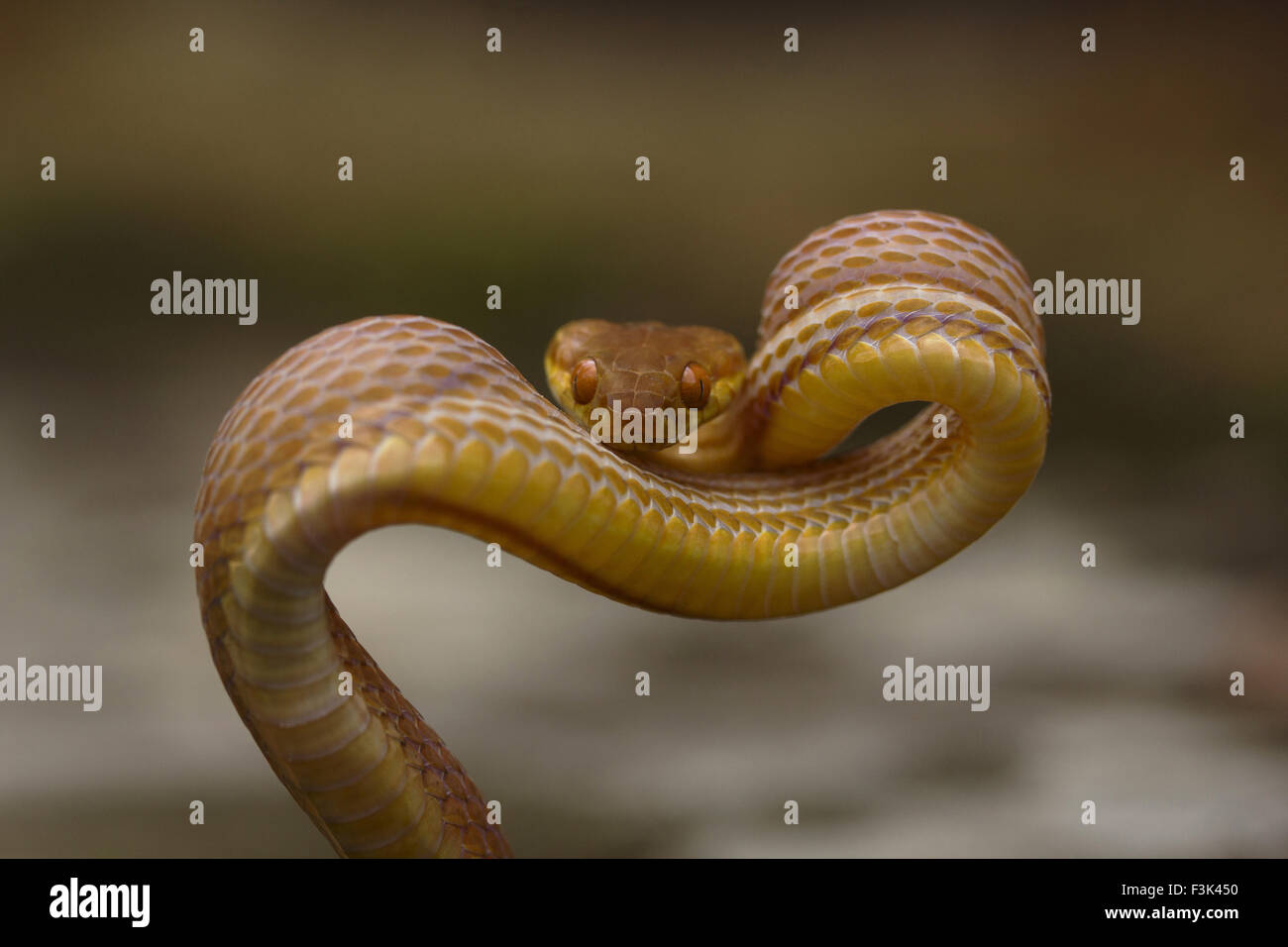 Tawny cat snake, Boiga ochracea, Colubridae, Gumti, Tripura , India ...